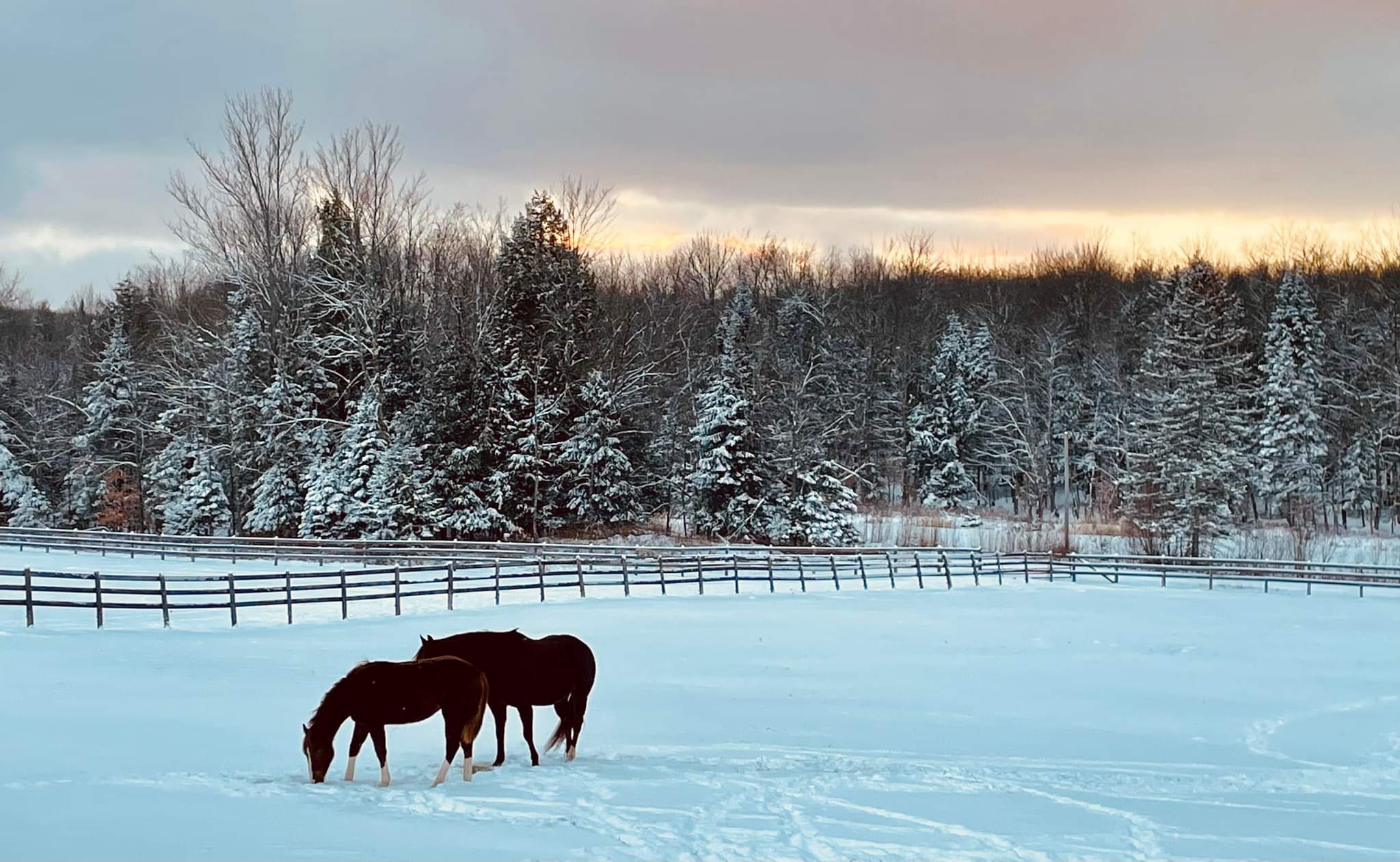 Nourrir vos chevaux en hiver – L'AVEQ